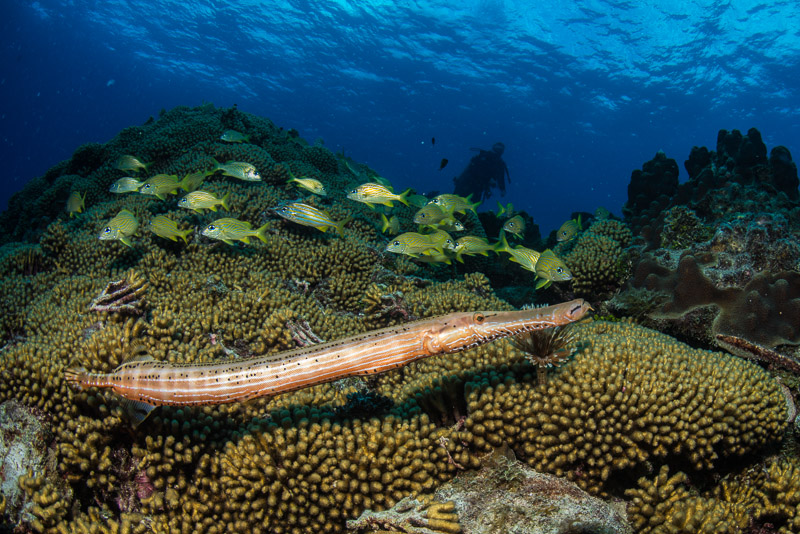 Das Riff Foto & Bild | unterwasser, uw-salzwasser, natur-kreativ Bilder ...