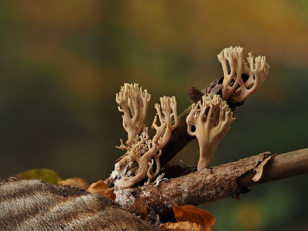 Das "Riff".... Foto & Bild | makro, natur, herbst Bilder auf fotocommunity