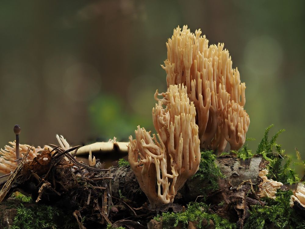 Das "Riff" im Wald Foto & Bild | pflanzen, pilze & flechten, pilze ...