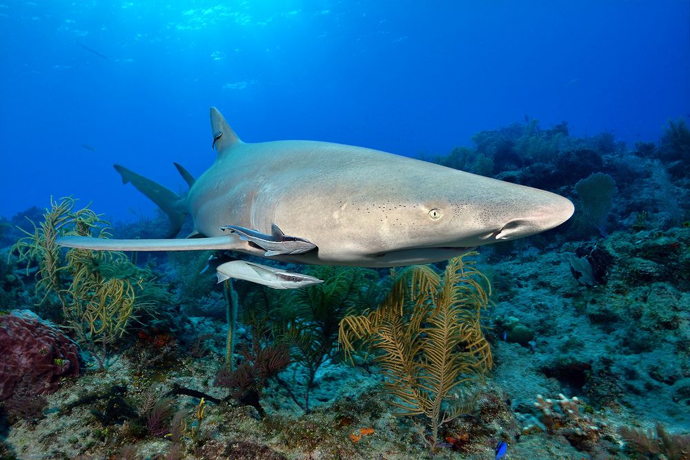 Das Riff ist meine Heimat Foto & Bild | tiere, wildlife, fische Bilder ...