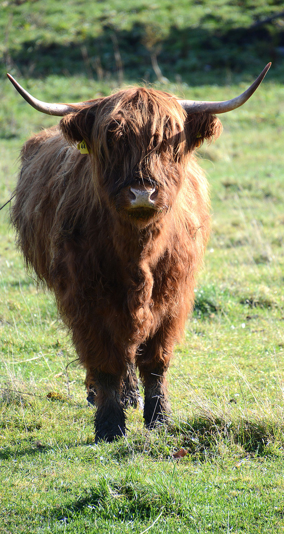 Das Rind will sich den Besucher näher ansehen Foto & Bild | natur ...