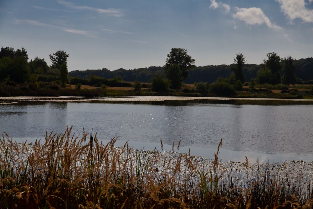 Das Rodder Maar Foto & Bild | landschaft, bach, fluss & see, vulkanseen ...