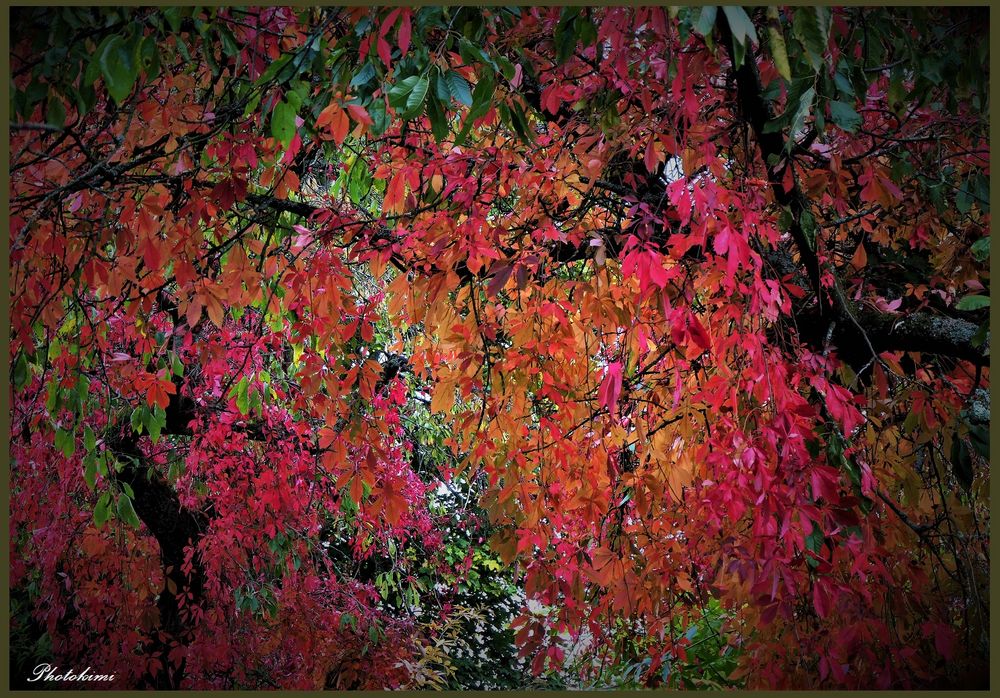 Das Rot (II) Foto & Bild | rot, natur, herbst Bilder auf fotocommunity