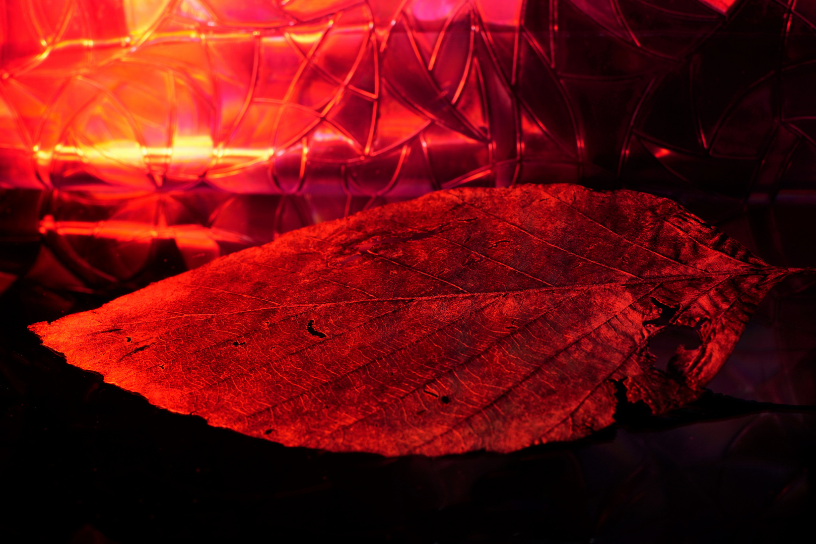 Das rote Blatt Foto & Bild | nah- & makro, pflanzen, pilze & flechten ...