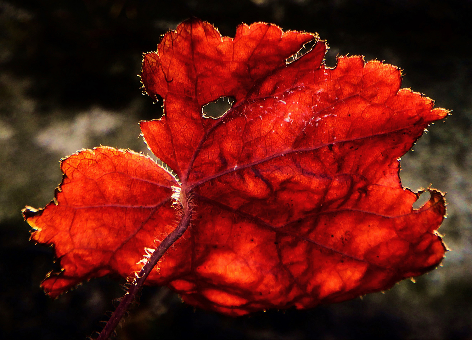 Das rote Blatt Foto & Bild | wald, outdoor, makro Bilder auf fotocommunity
