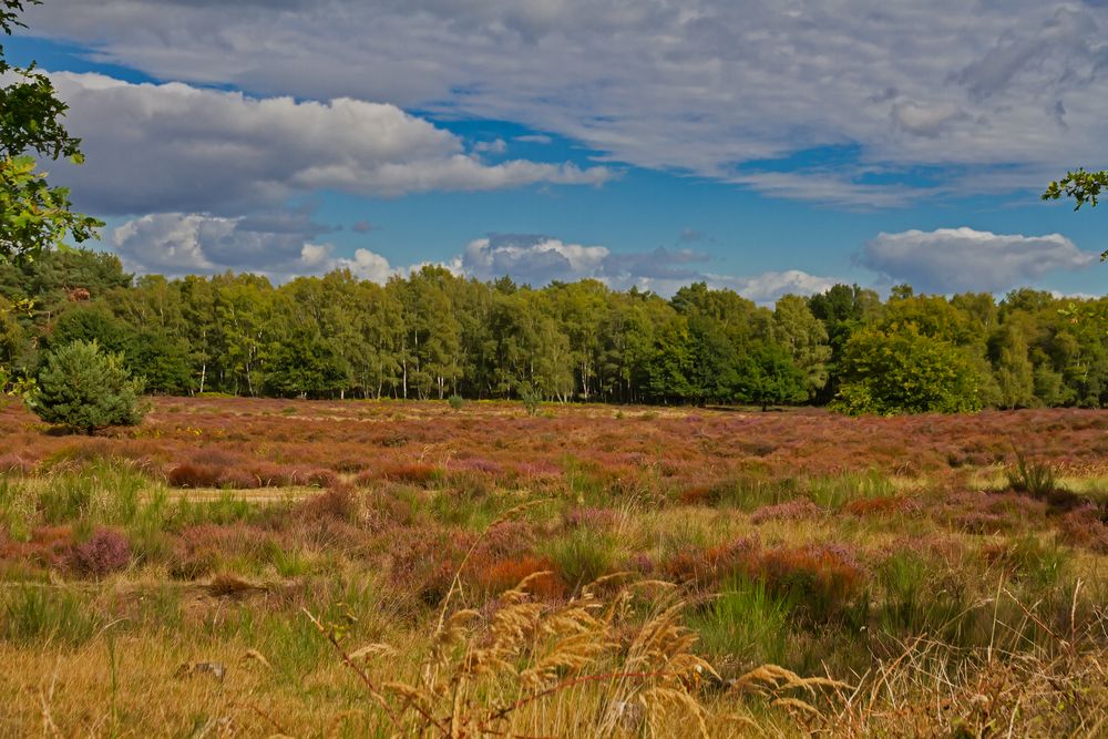 Das Rote Meer der Wahner Heide Foto & Bild | landschaft, heide, natur Bilder auf fotocommunity