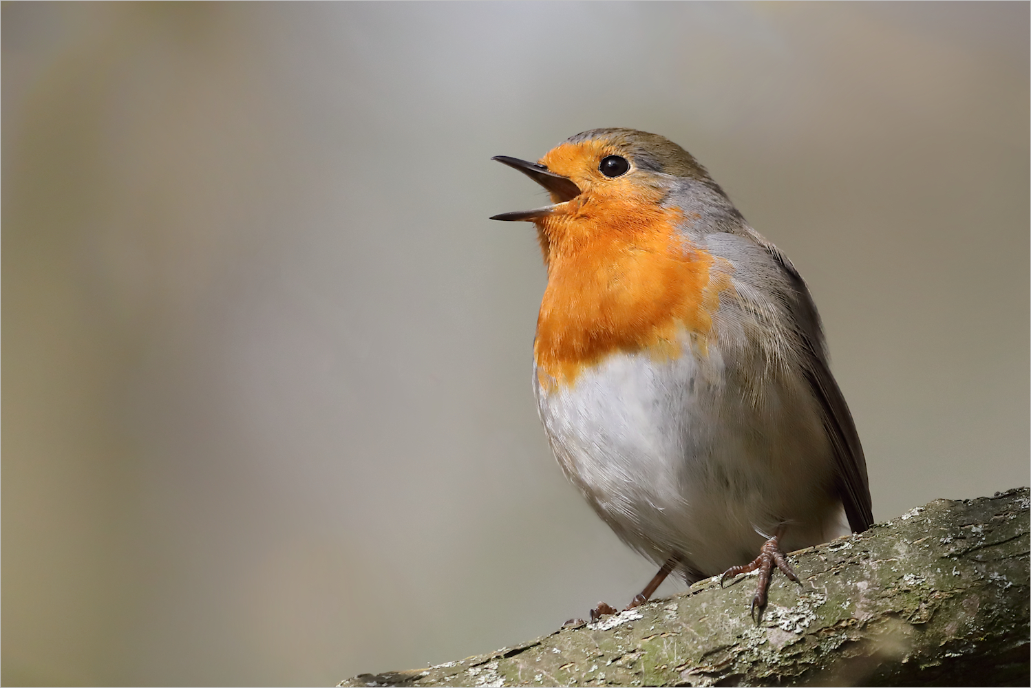 Das Rotkehlchen.... Foto & Bild | frühling, natur, vogel Bilder auf ...