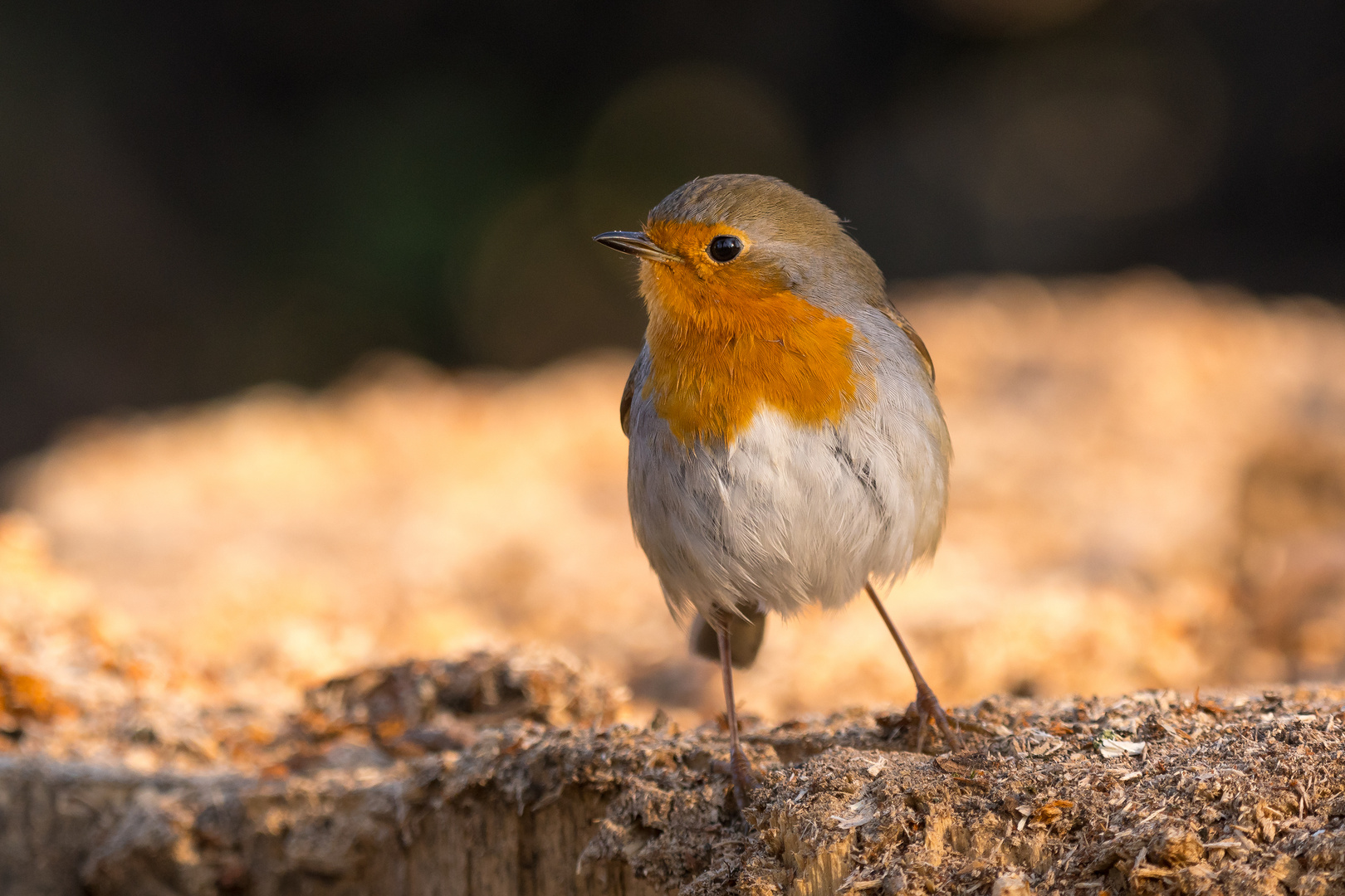 Das Rotkehlchen Foto & Bild | nikon, world, winter Bilder auf fotocommunity