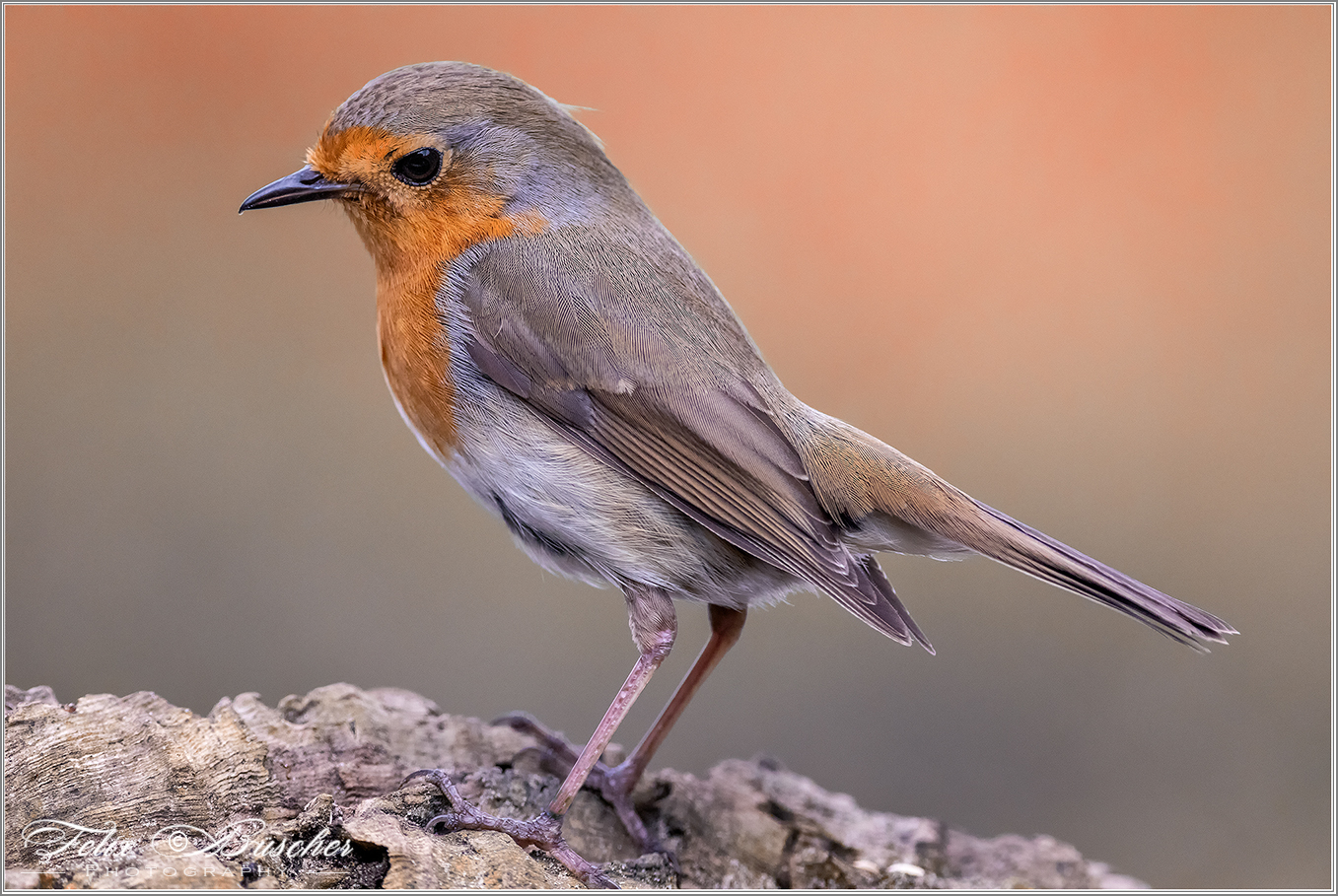 Das Rotkehlchen Foto & Bild | tiere, wildlife, wild lebende vögel ...