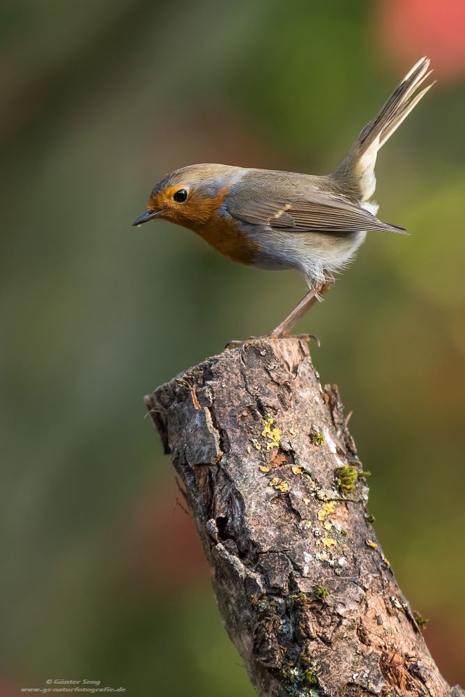 Das Rotkehlchen.... Foto & Bild | tiere, wildlife, natur Bilder auf ...