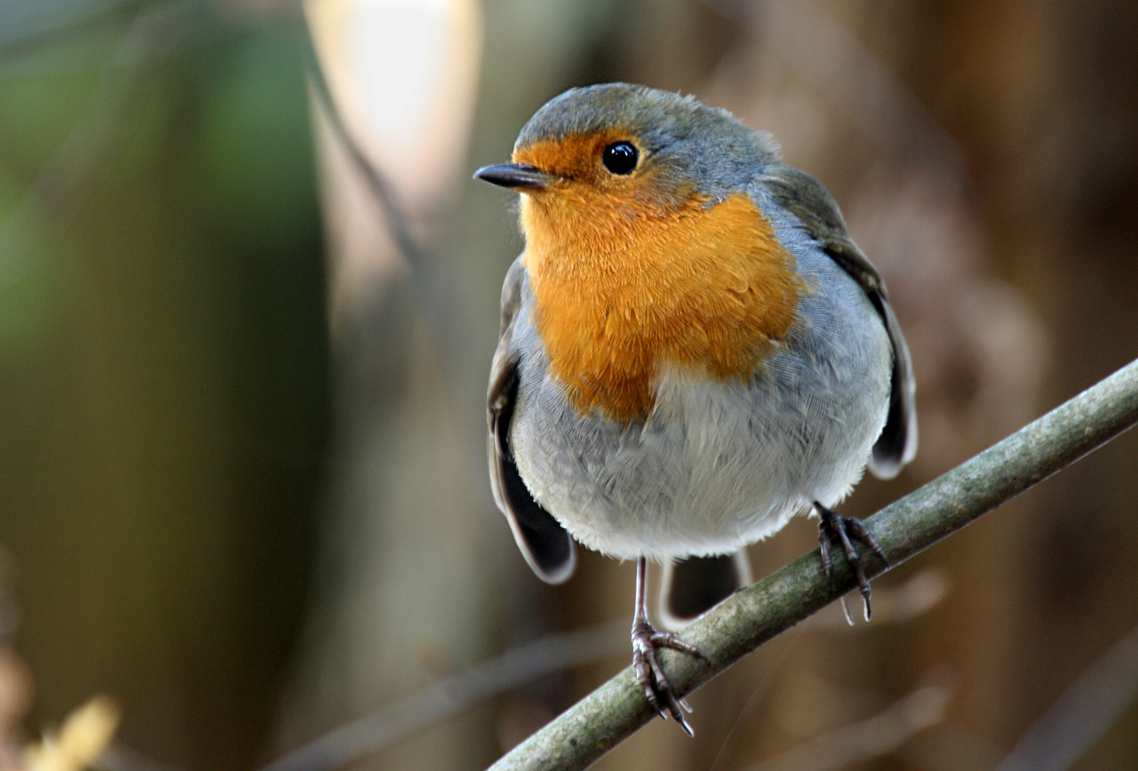 Das Rotkehlchen Foto & Bild | tiere, wildlife, wild lebende vögel ...