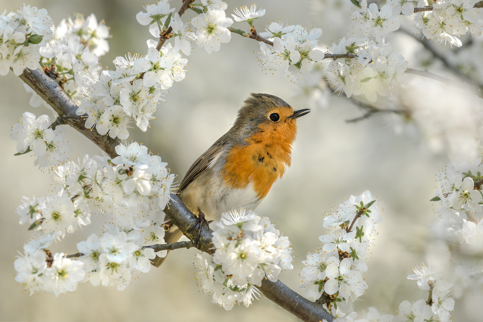 Das Rotkehlchen (Erithacus rubecula) Foto & Bild | frühling, april ...