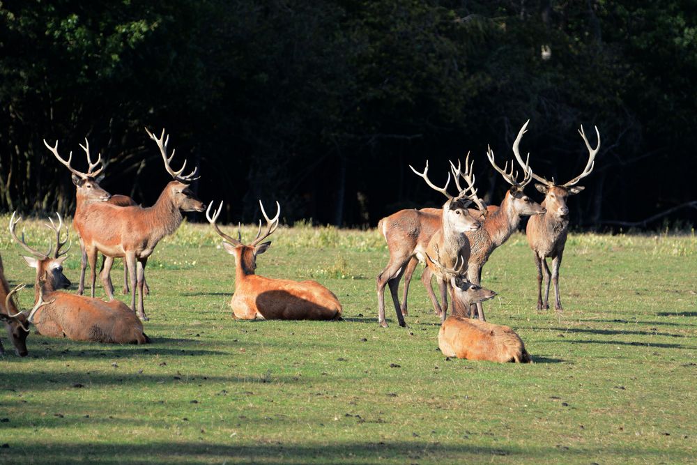 Das Rotwild genießt die Sonne Foto & Bild | natur, tiere, wildlife ...
