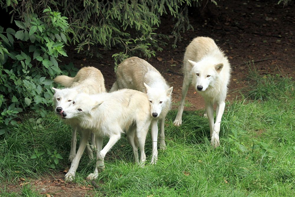 Das Rudel Foto & Bild | natur, zoo, wölfe Bilder auf fotocommunity