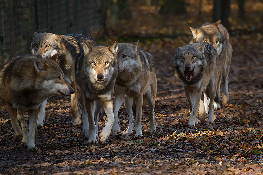 Das Rudel Foto & Bild | tiere, zoo, wildpark & falknerei, säugetiere ...