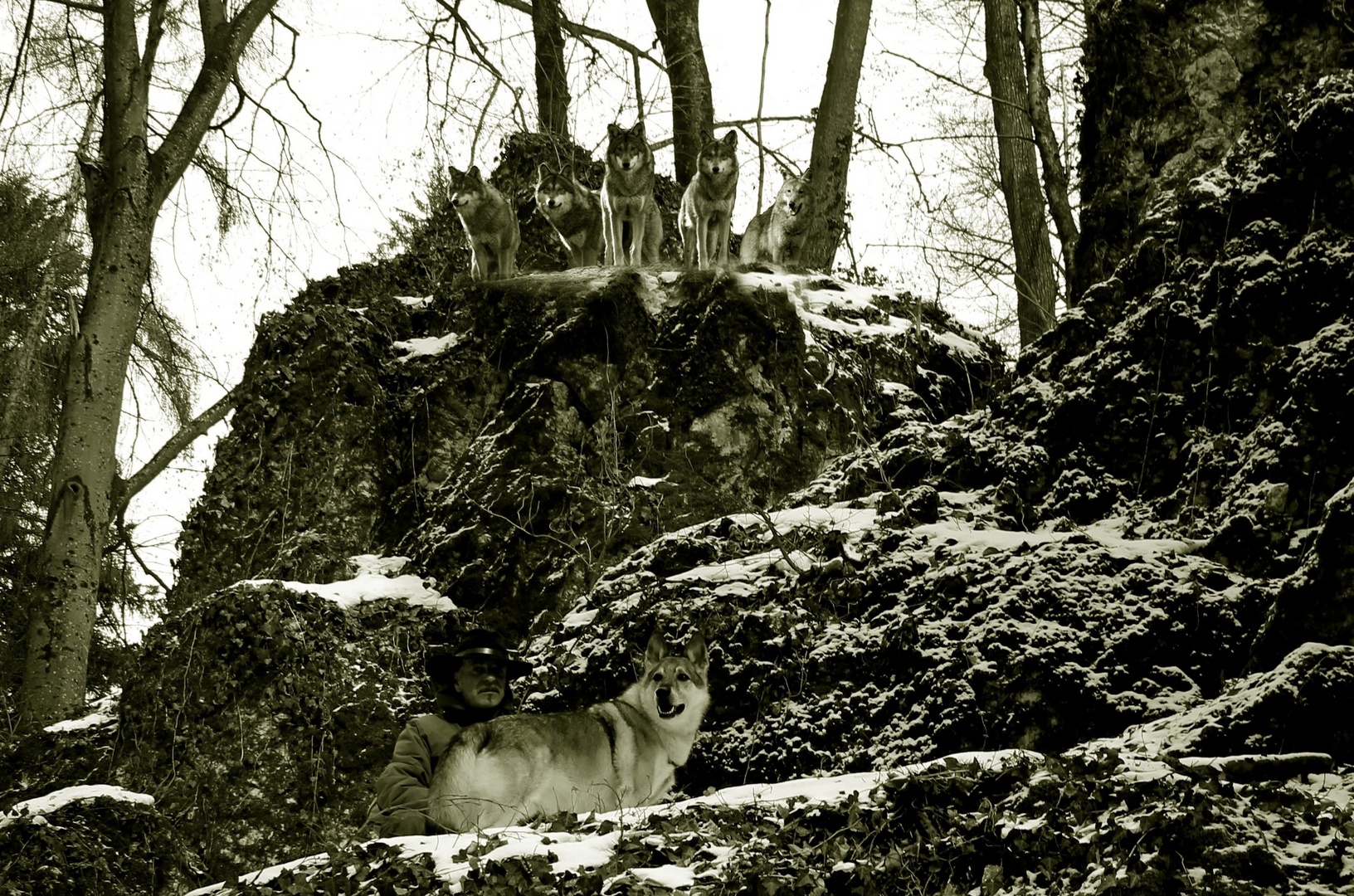 Das Rudel Foto & Bild | tiere, wildlife, wildlife: sonstige tiere ...