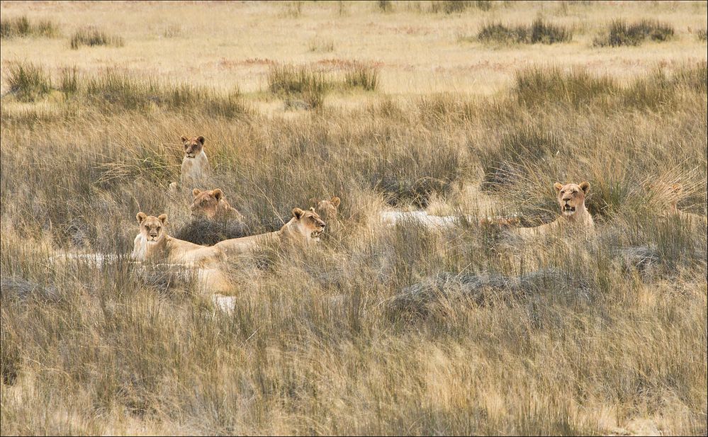 Das Rudel Foto & Bild | world, outdoor, natur Bilder auf fotocommunity