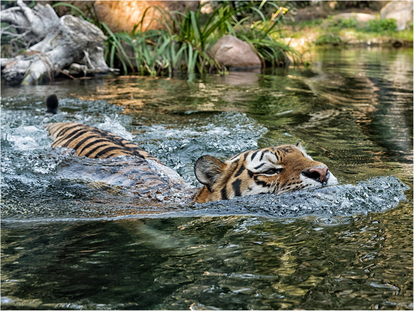 Das Ruder ist hinten..... Foto & Bild | natur, schön, gefährlich Bilder ...