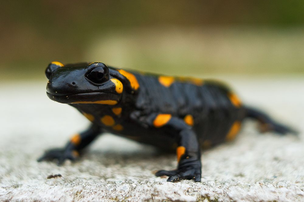 Das Salamander Foto & Bild | tiere, wildlife, amphibien & reptilien ...