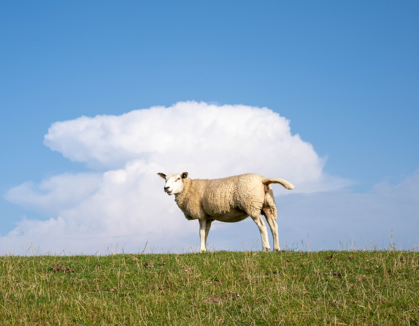 das Schaf Foto & Bild | tiere, haustiere, sonstige Bilder auf fotocommunity