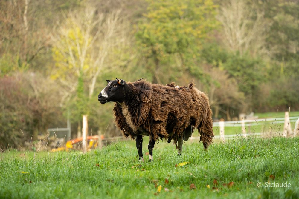 das Schaf Foto & Bild | schaf, motive Bilder auf fotocommunity