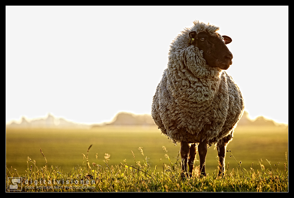 Das Schaf vom Deich Foto & Bild | my fotohome Bilder auf fotocommunity