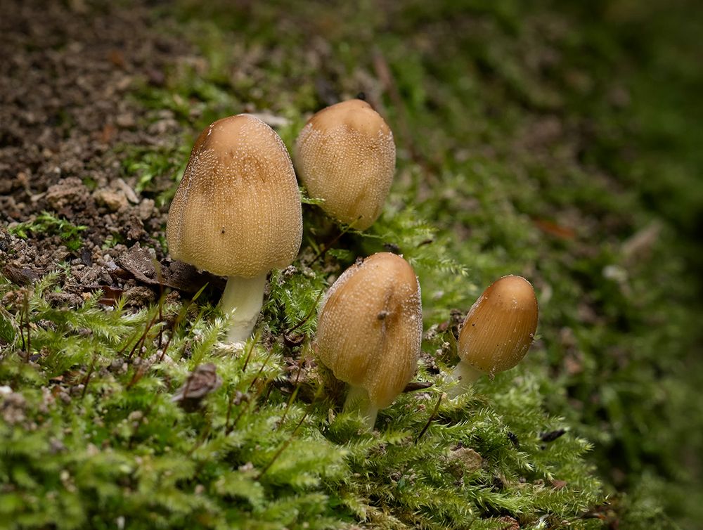 Das schlechte Wetter genutzt Foto & Bild | natur, pilze Bilder auf ...