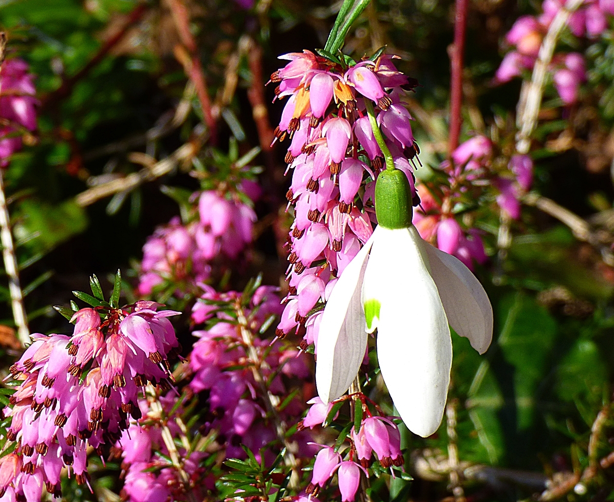 Das Schneeglöckchen . . . Foto & Bild | pflanzen, pilze & flechten ...