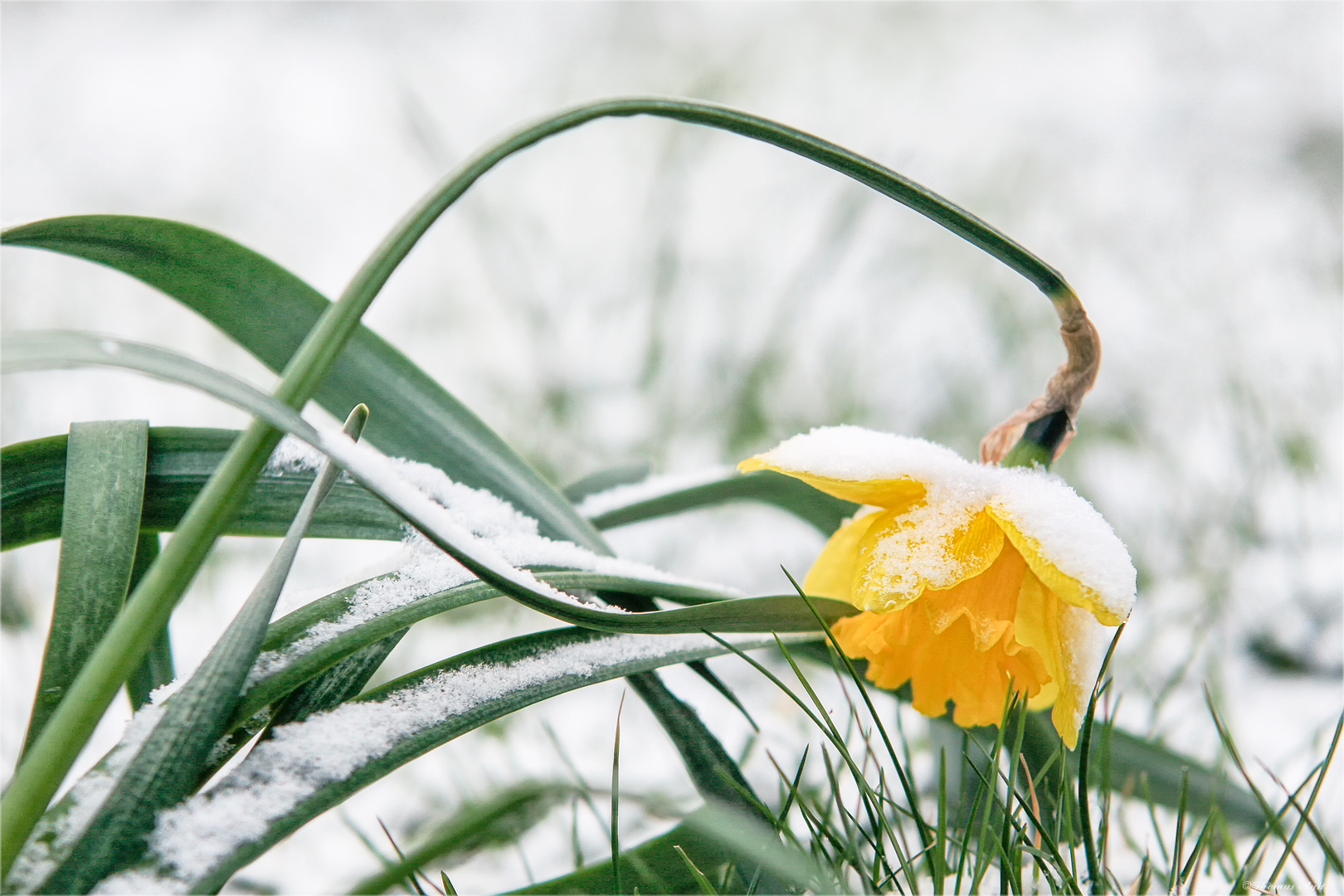 Das Schneeglöckchen... Foto & Bild | pflanzen, pilze & flechten ...