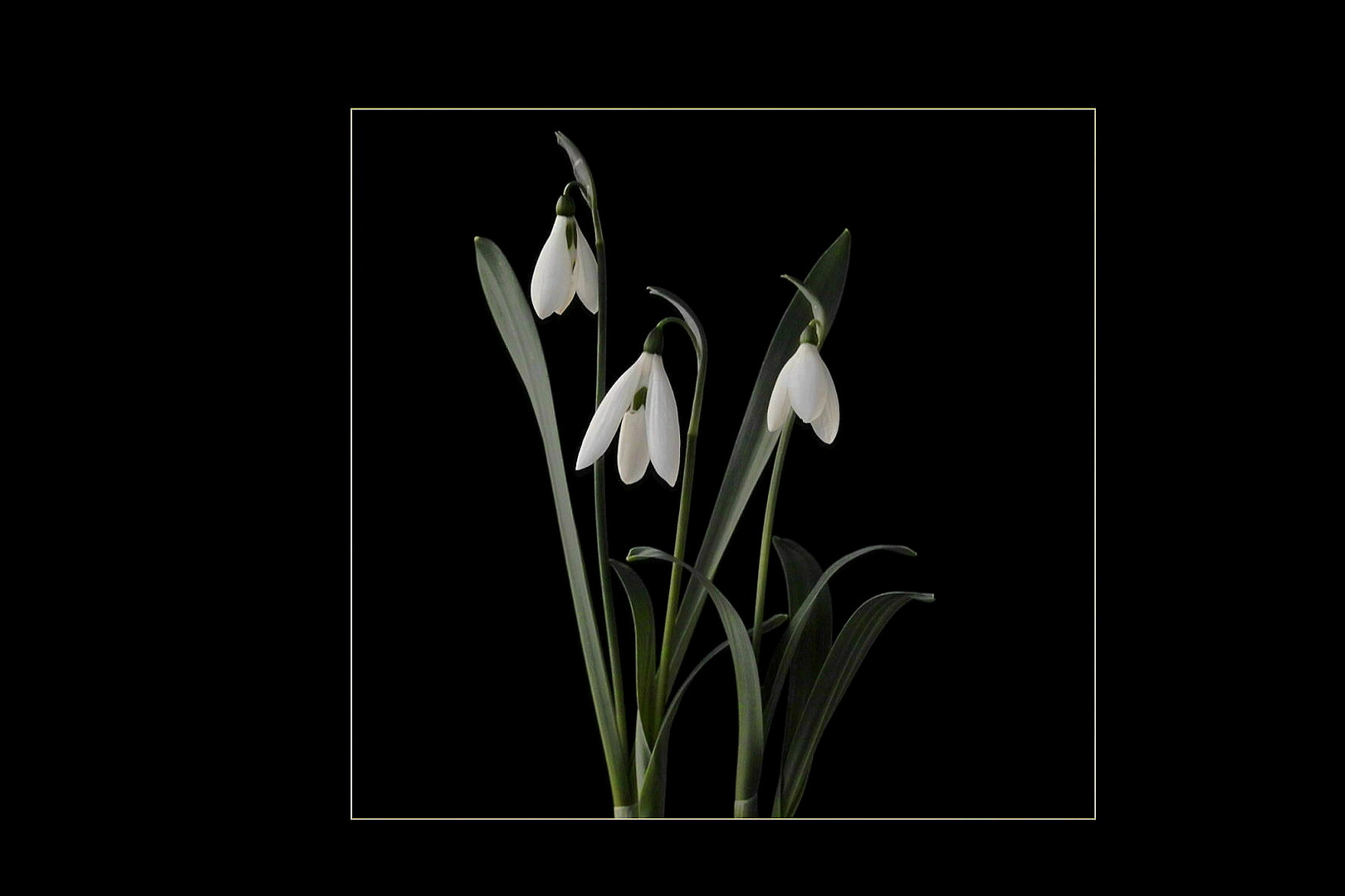 Das Schneeglöckchen. Foto & Bild | pflanzen, pilze & flechten, blüten ...