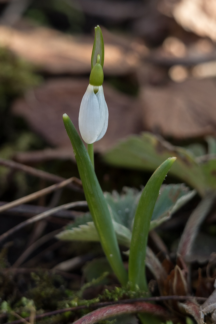 das Schneeglöckchen II Foto & Bild | pflanzen, pilze & flechten, blüten ...
