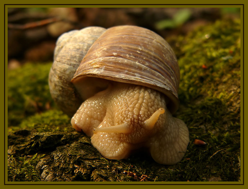 Das seltenste Tier der Welt... Foto & Bild | tiere, wildlife, schnecken ...