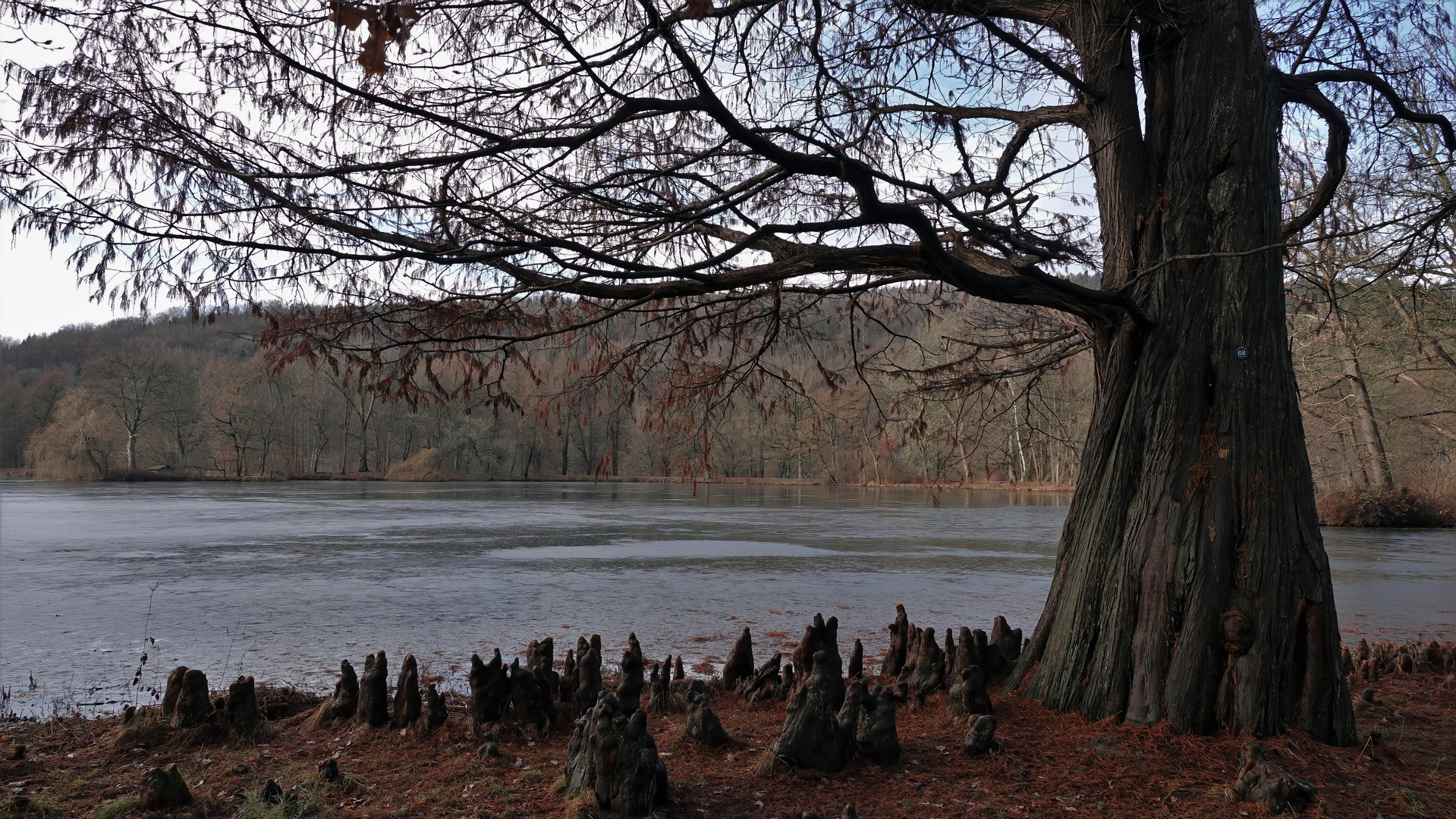 *das seltsame Wurzelwerk der Sumpfzypresse* Foto & Bild | pflanzen ...