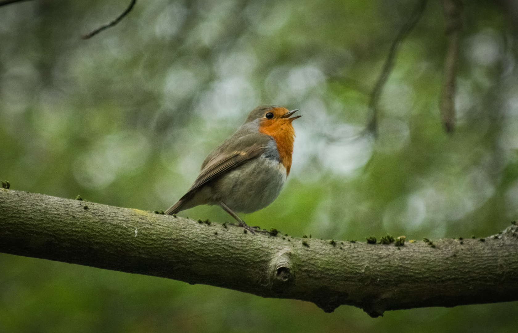Das singende Rotkehlchen Foto & Bild | tiere, wildlife, wild lebende ...