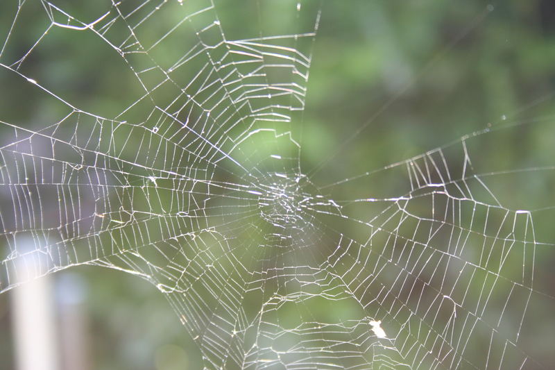 Das Spinnennetz Foto & Bild | sonstiges, natur und technik, natur ...