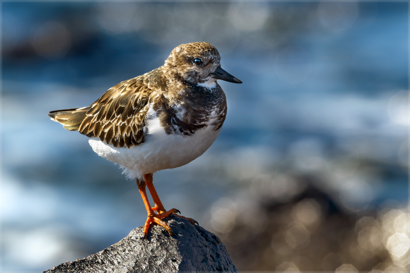 das Standbild Foto & Bild | spain, natur, vogel Bilder auf fotocommunity