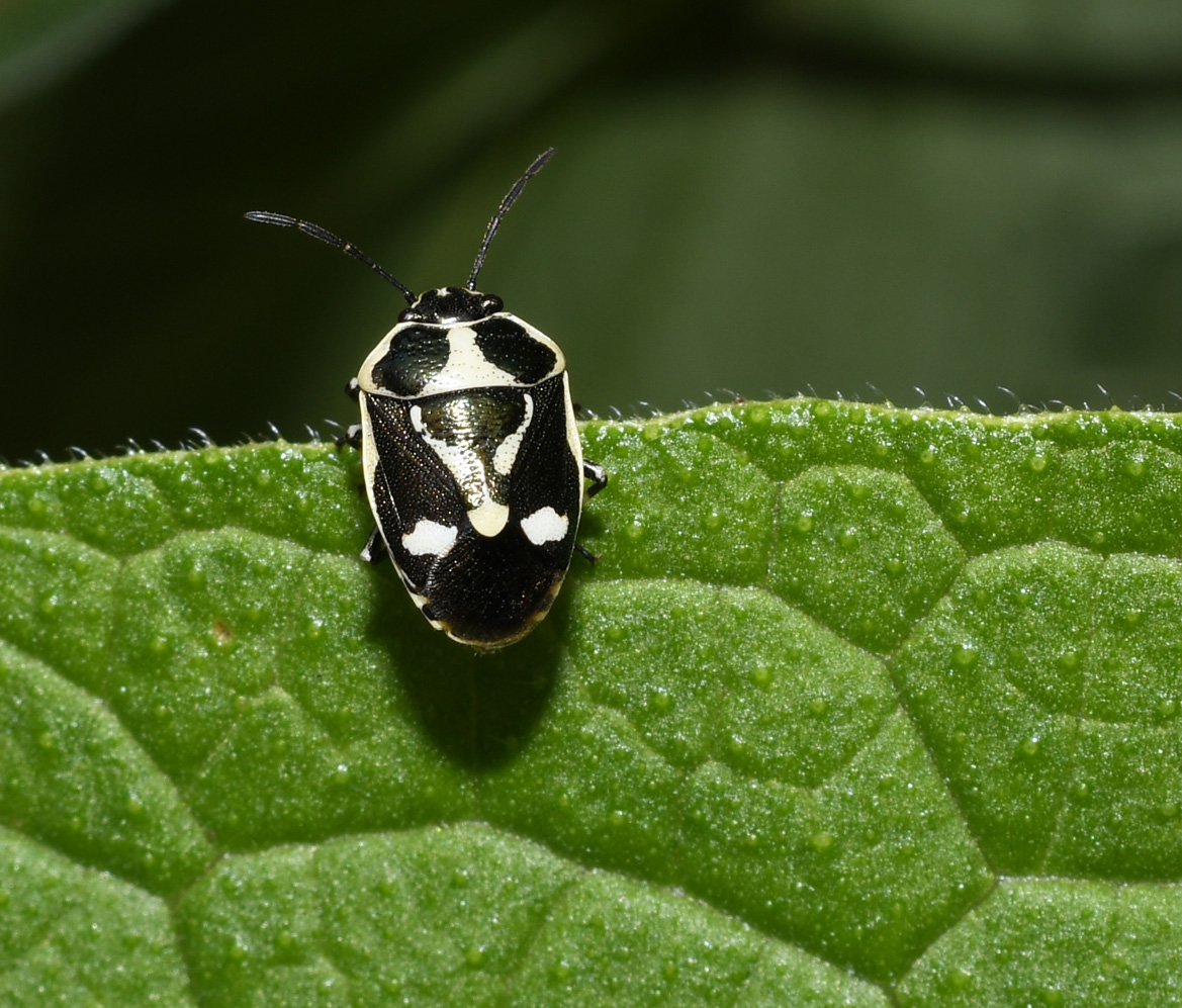 Das Tierchen... Foto & Bild | fotos, makro, natur Bilder auf fotocommunity