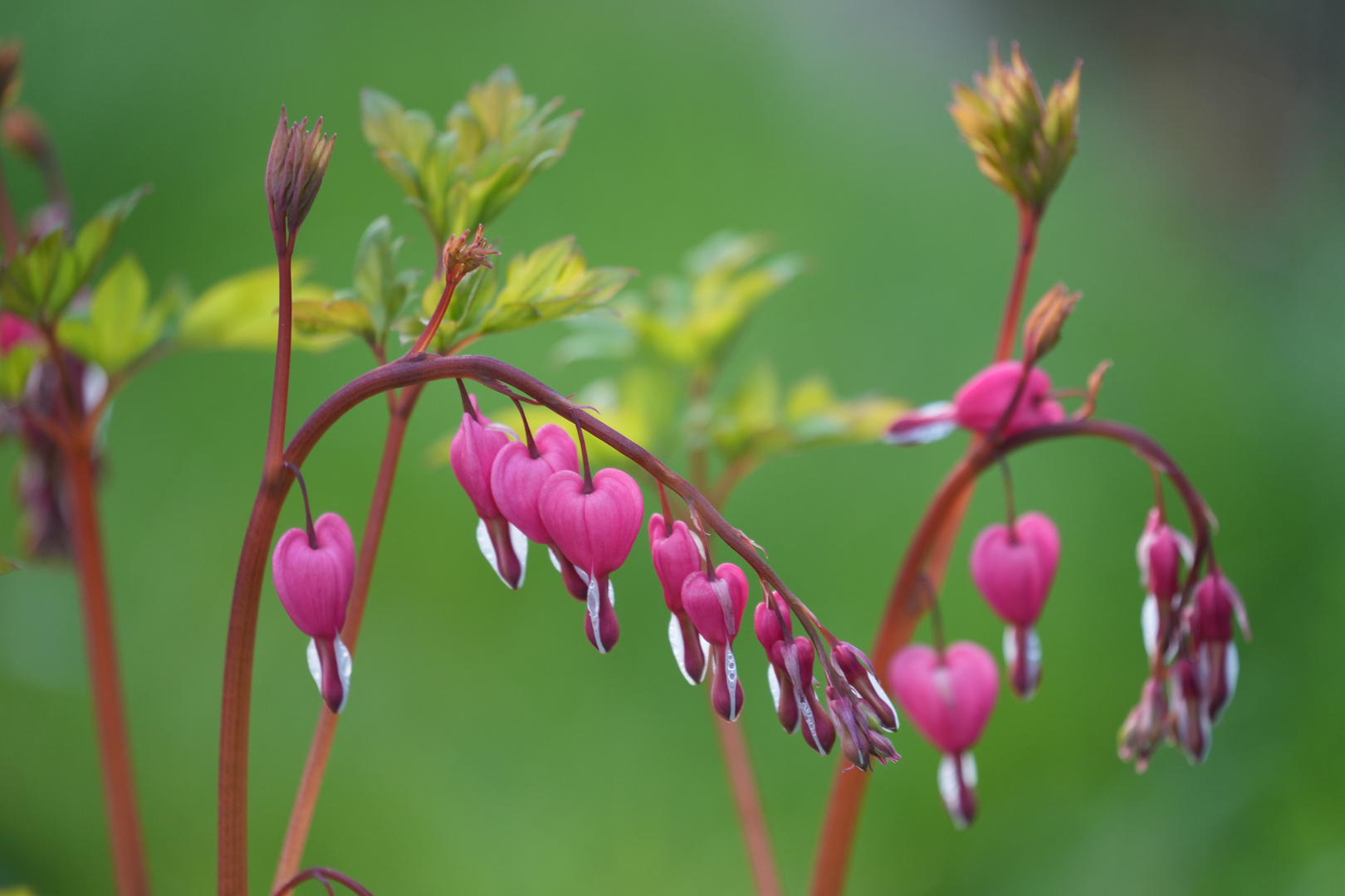 Das tränende Herz Foto & Bild | pflanzen, pilze & flechten, blüten- & kleinpflanzen ...