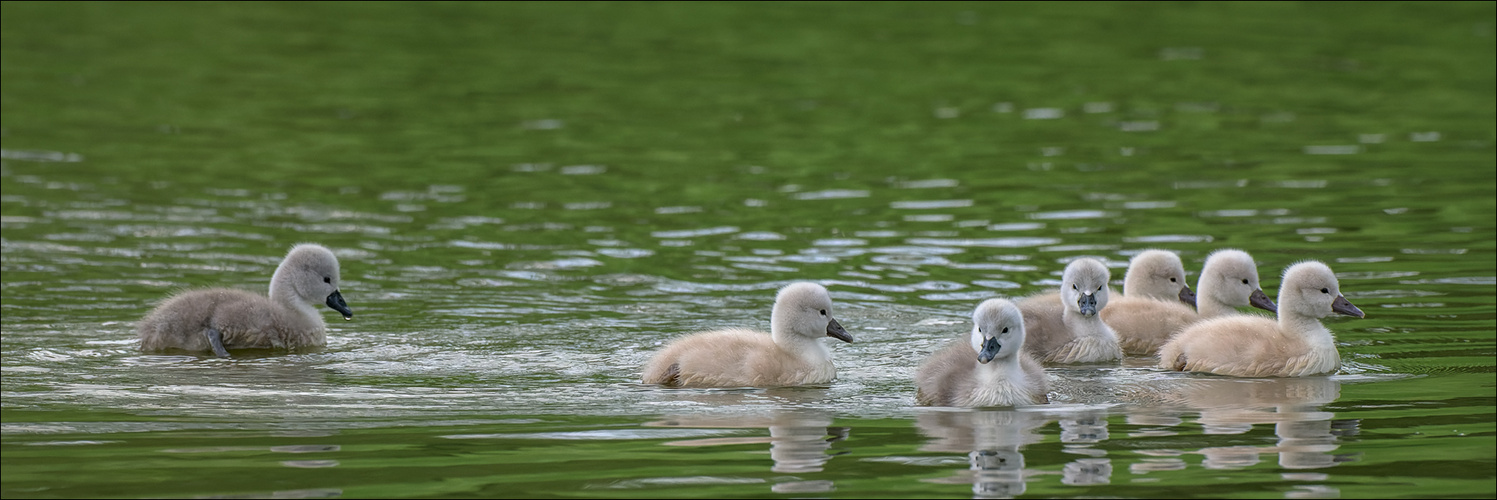 Das traurige Schwänlein Foto & Bild | natur, tiere, enten Bilder auf ...