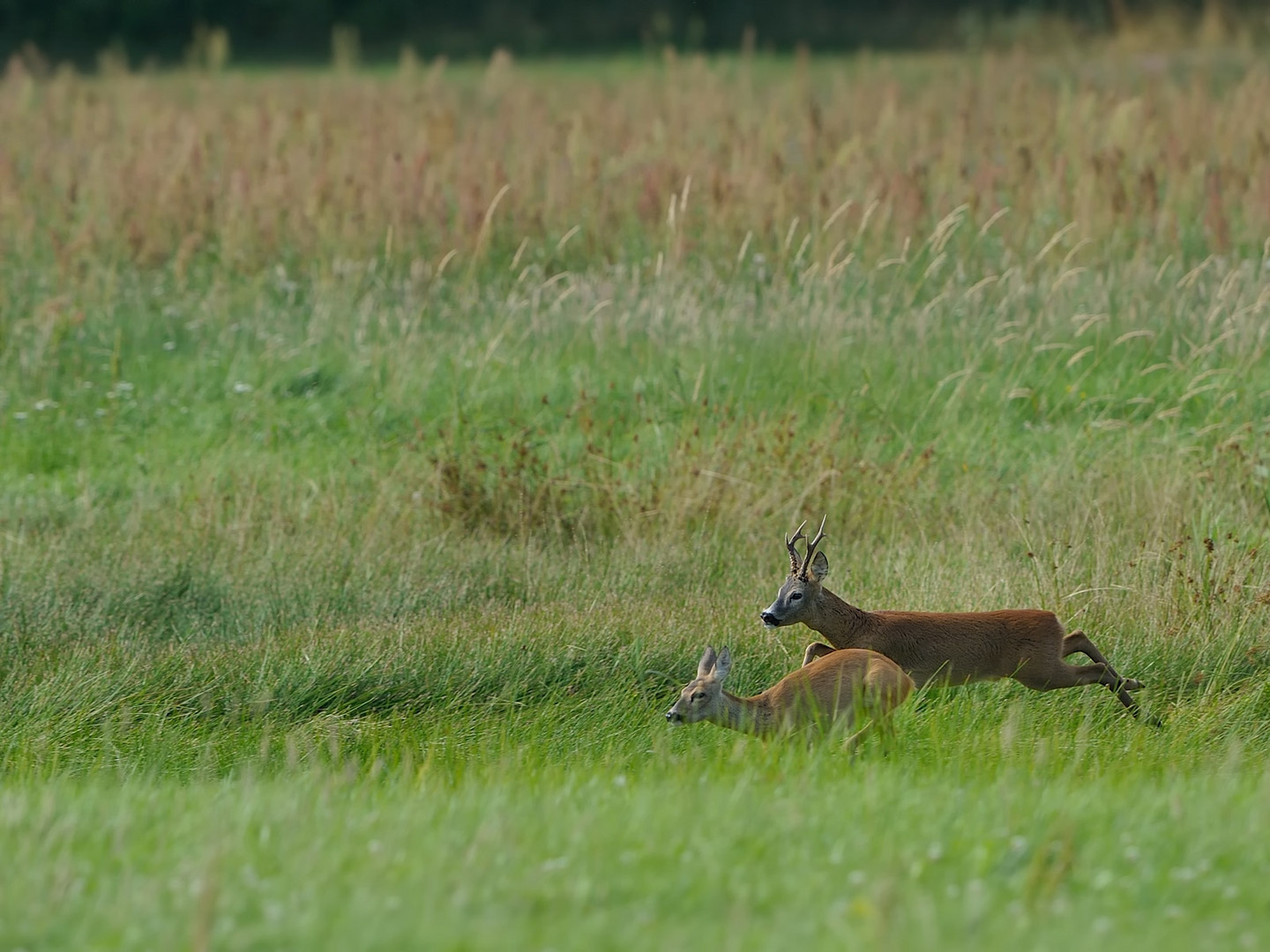 Das Treiben Foto & Bild | tiere, wildlife, säugetiere Bilder auf ...