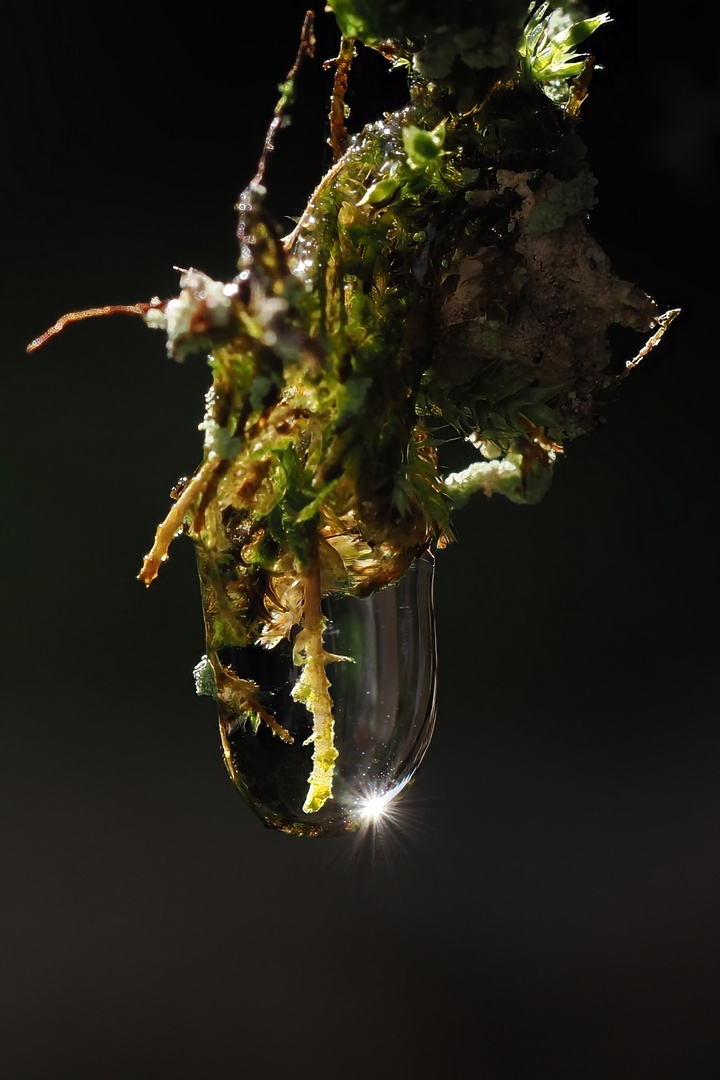 das tropfende Moos Foto & Bild | nah- & makro, pflanzen, pilze ...