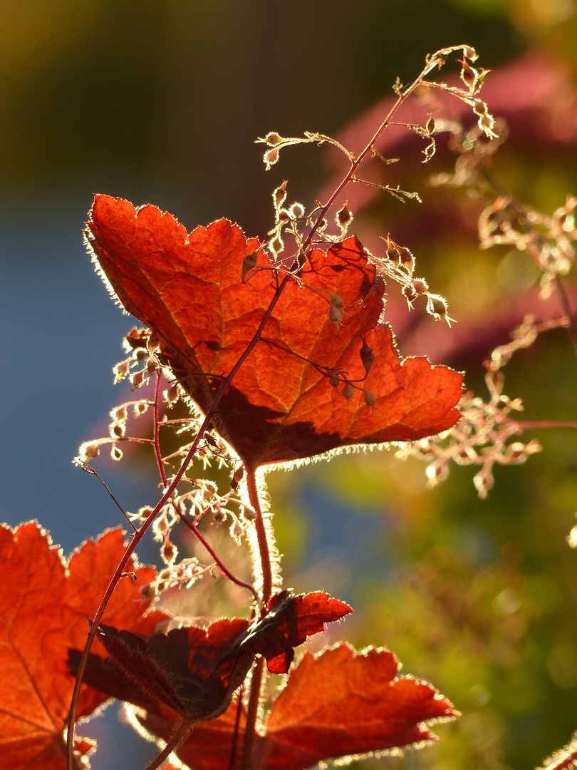 Das Unscheinbare scheinen lassen Foto & Bild | pflanzen, pilze ...