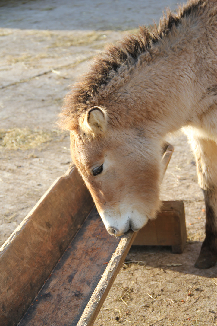 Das Urpferd Foto & Bild | tiere, zoo, wildpark & falknerei, säugetiere ... Das Urpferd Foto & Bild | tiere, zoo, wildpark & falknerei, säugetiere ...