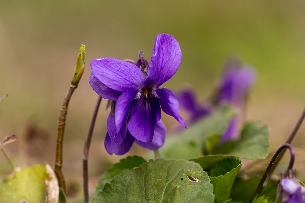 Das Veilchen Foto & Bild | pflanzen, pilze & flechten, blüten ...