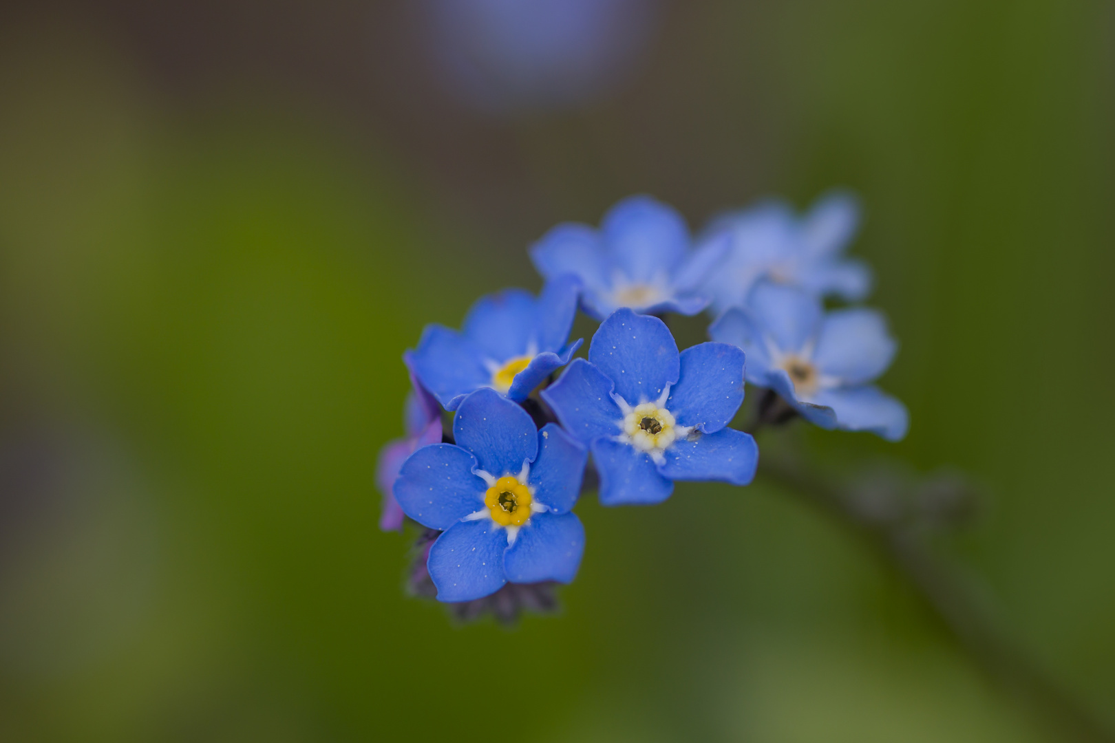 Das Vergissmeinnicht Foto & Bild | pflanzen, pilze & flechten, blüten- & kleinpflanzen, sommer ...