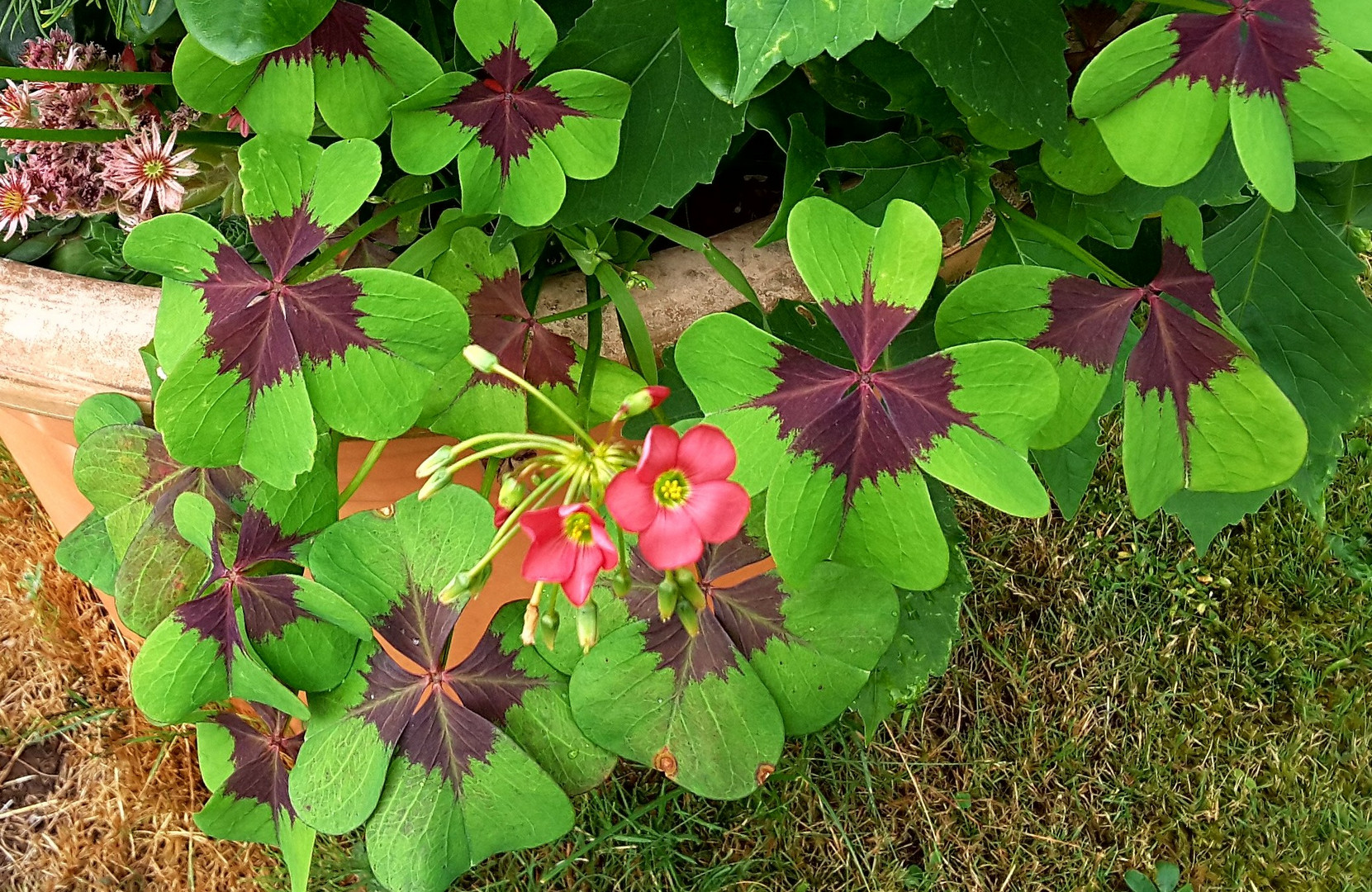 Das vierblättrige Kleeblatt Foto & Bild | natur Bilder auf fotocommunity