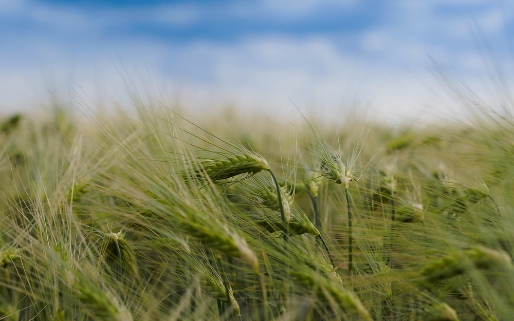 Das volle Korn Foto & Bild | natur, feld, kornfeld Bilder auf fotocommunity
