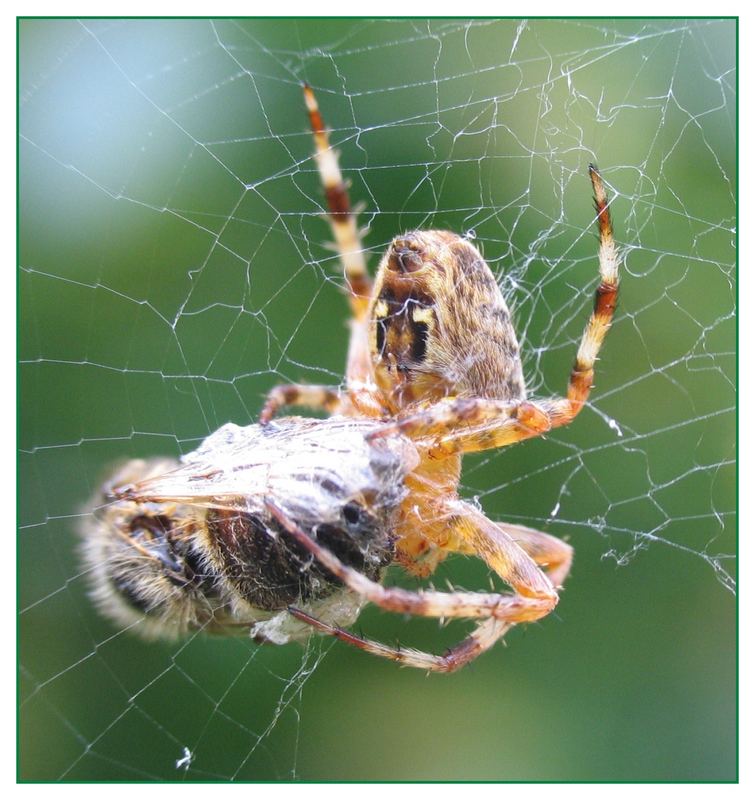 das war die kleine freche Biene Maja Foto & Bild | tiere, wildlife ...