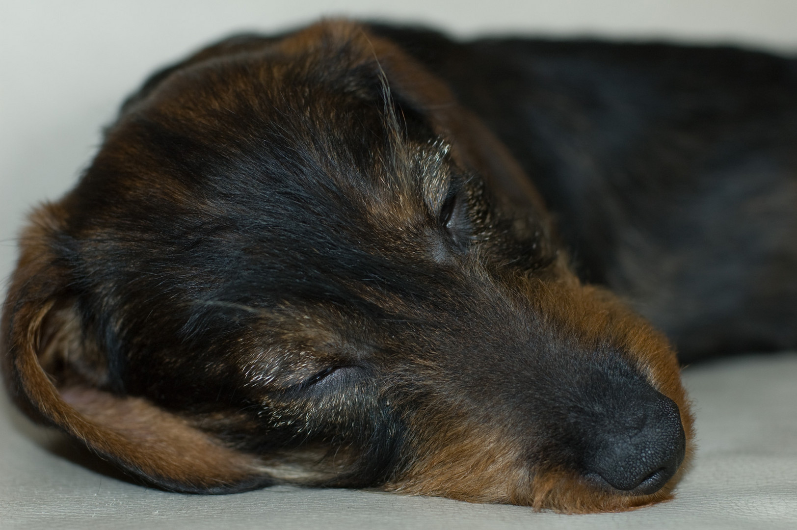 das war ein anstrengender Tag Foto & Bild | tiere, haustiere, hunde ... das war ein anstrengender Tag Foto & Bild | tiere, haustiere, hunde ...