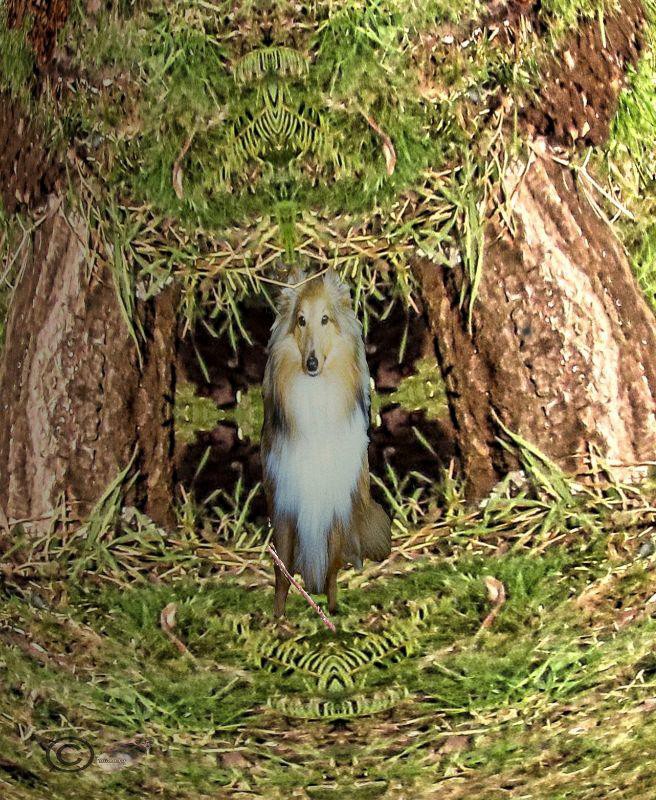 Das war Tino (Valentino), mein erster Sheltie Foto & Bild | bearbeitungs - techniken, montagen ...